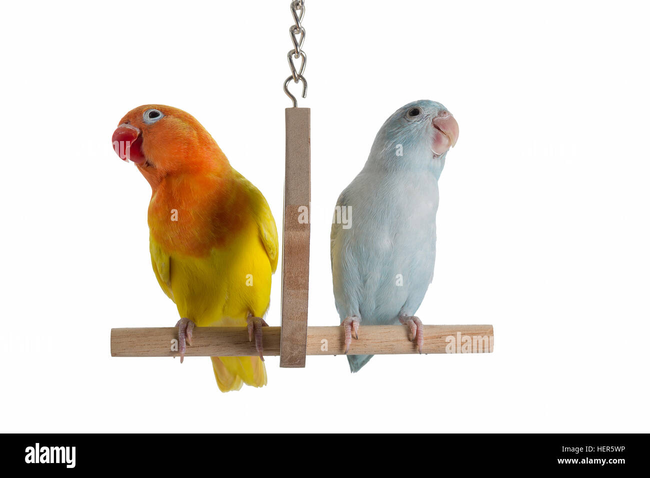 Lovebird and Forpus Playing together on white background Stock Photo ...