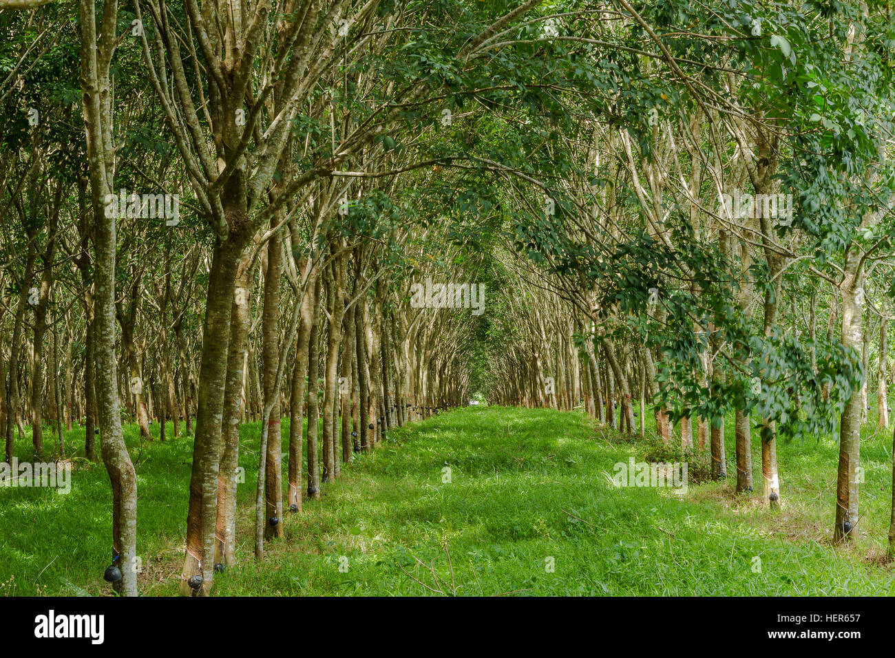 India rubber plant hi-res stock photography and images - Alamy