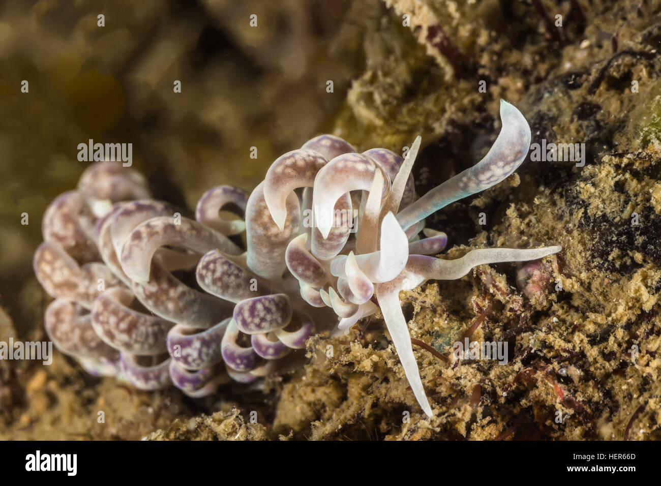 Underwater Picture of Phyllodesmium magnum Nudibranch, Sea Slag Stock ...
