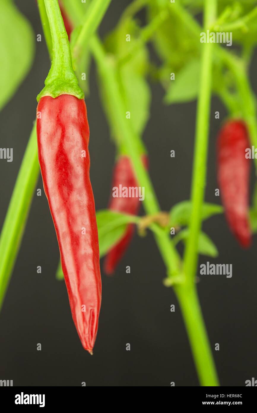 Close Up Red chili peppers on the tree. Domestic cultivation extra hot ...