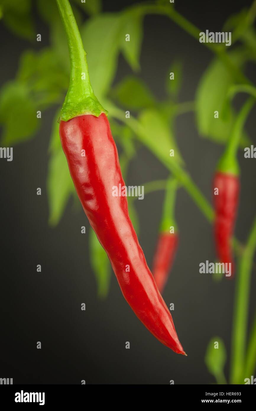 Close Up Red chili peppers on the tree. Domestic cultivation extra hot ...