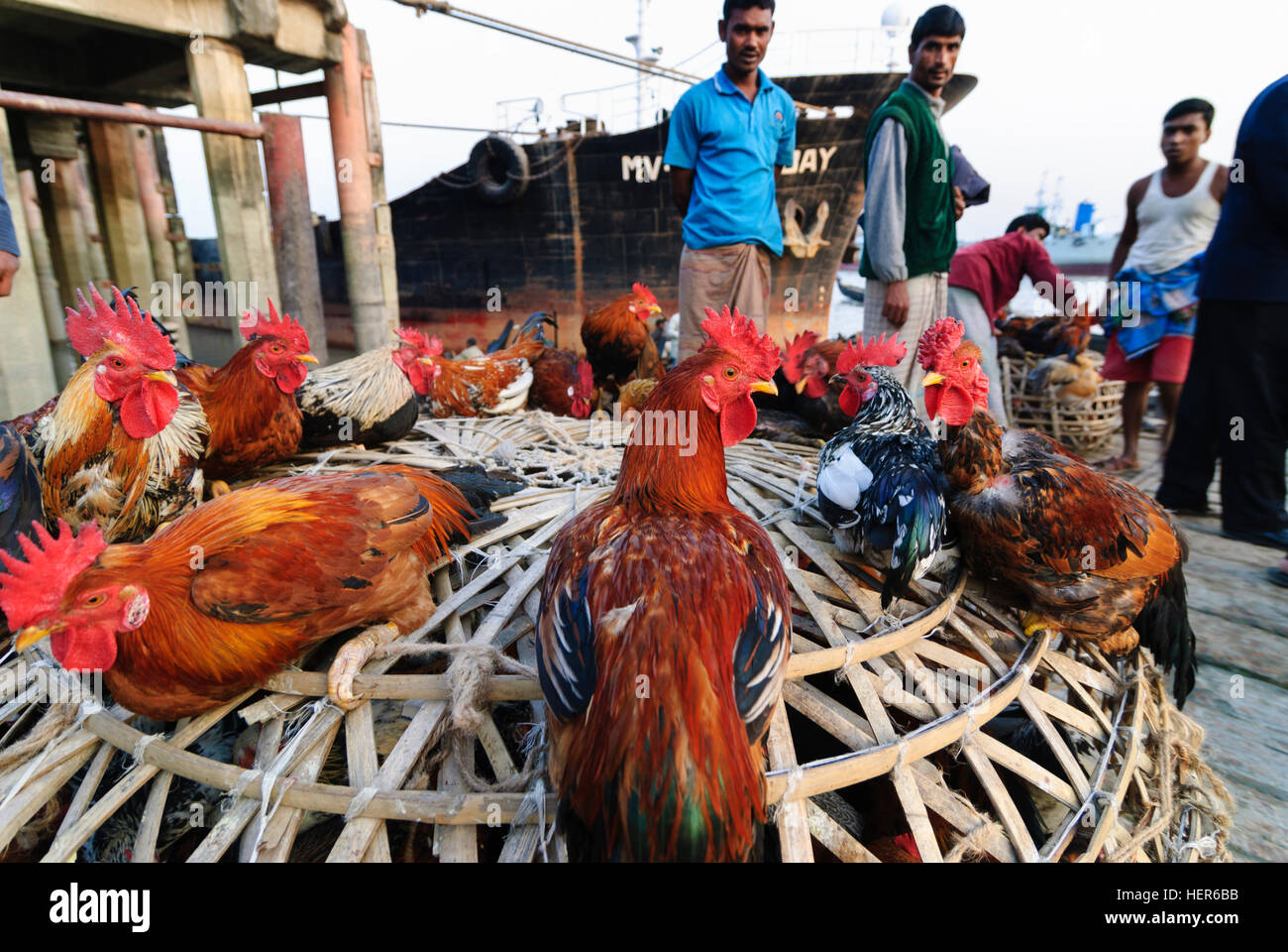 Unloading of chicken at karnaphuli river hi-res stock photography and ...