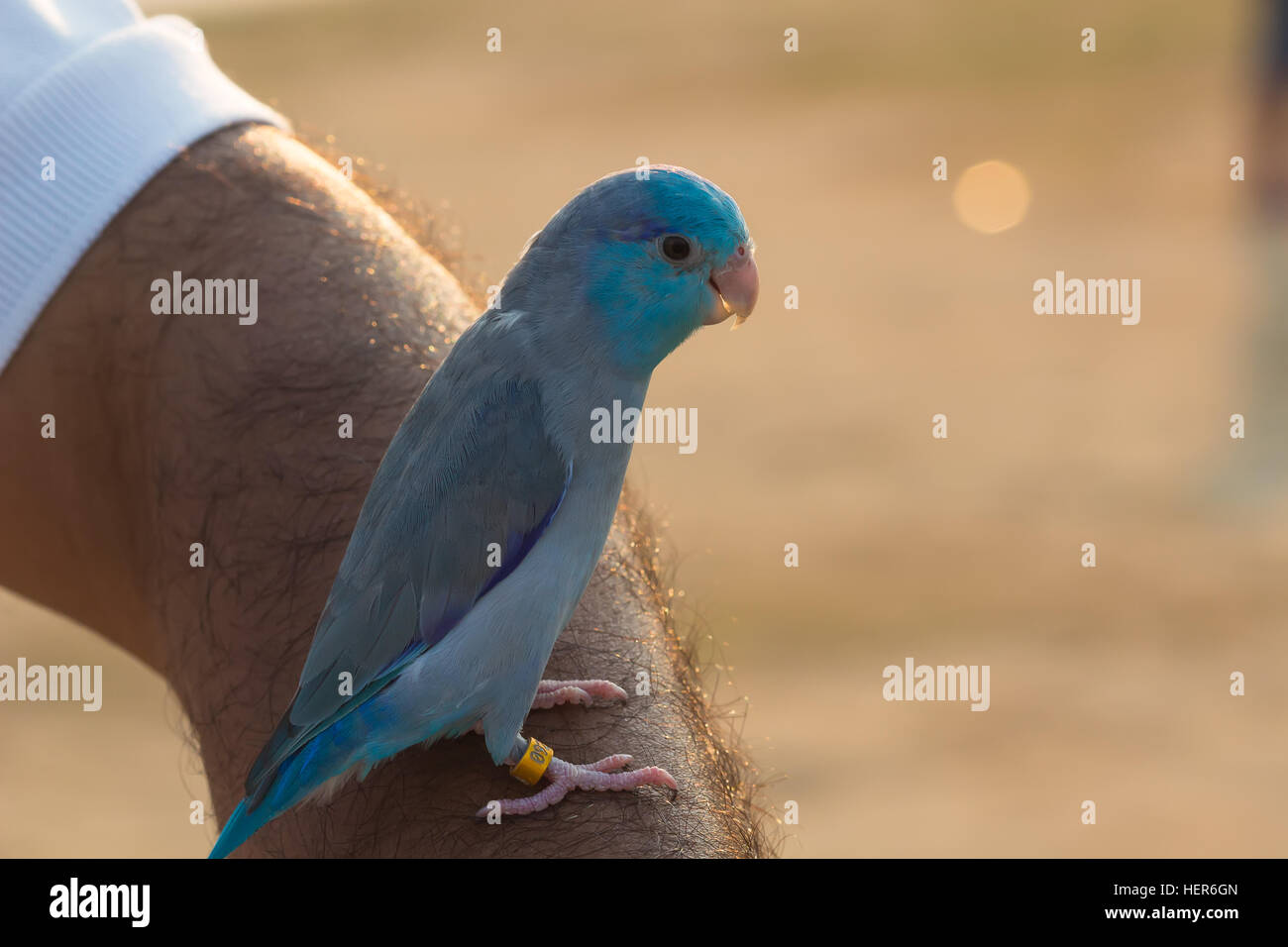 Cute Forpus bird, parrot on hand in the outdoor park Stock Photo - Alamy