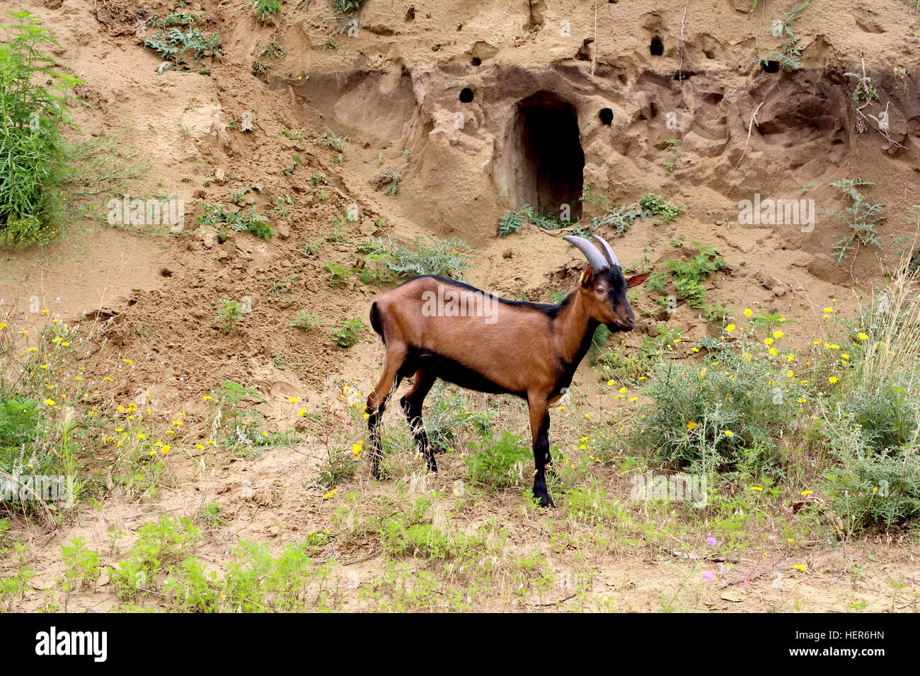 Billy goat beard horns hi-res stock photography and images - Alamy