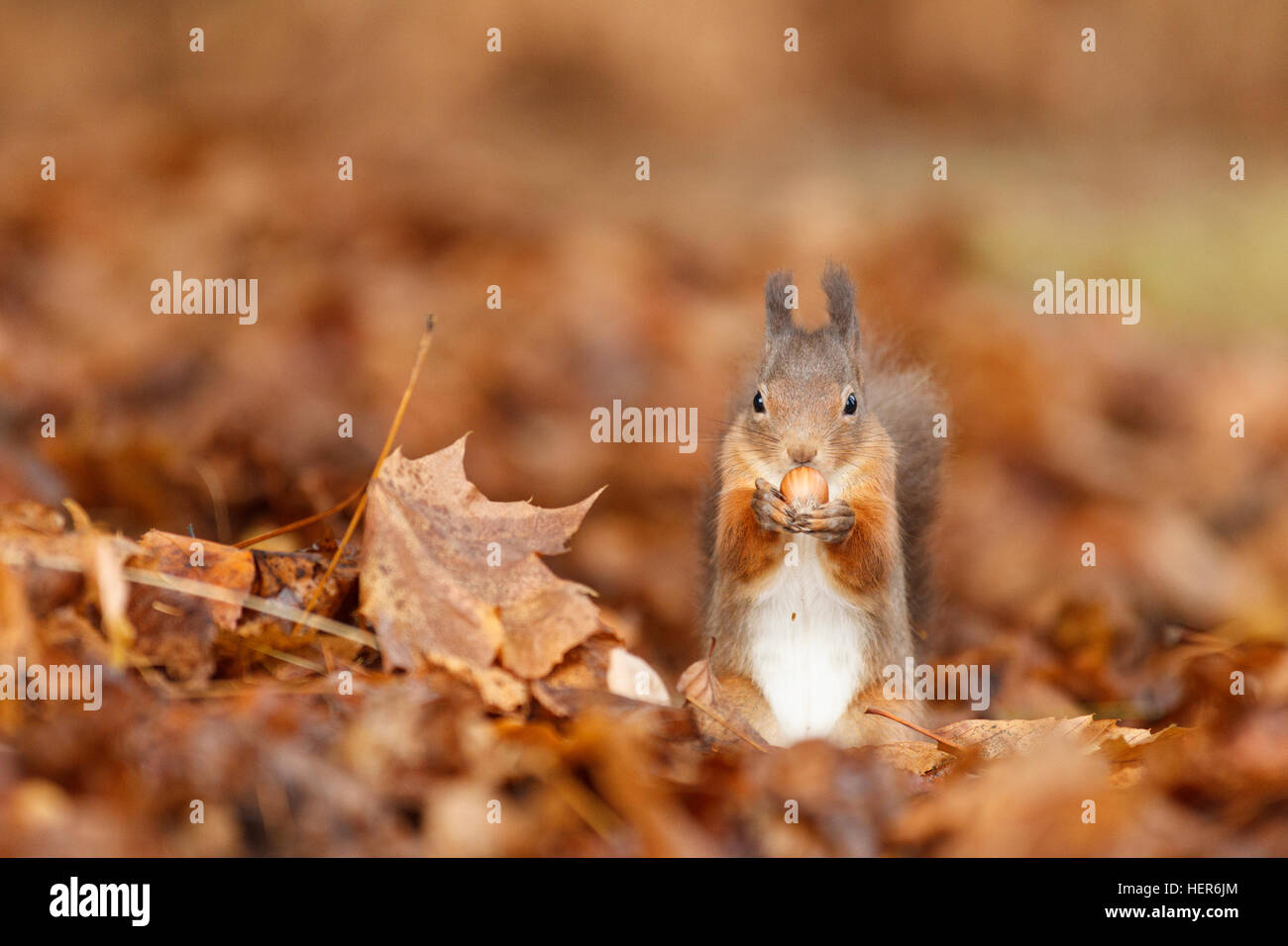 Eurasian Red squirrel (Sciurus vulgaris) feeding in autumnal setting ...