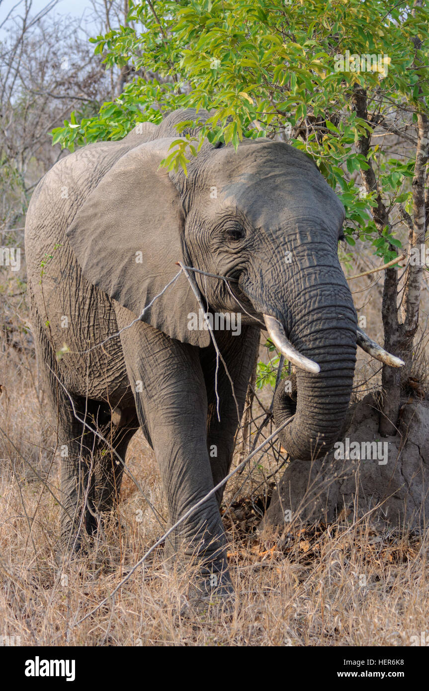 African elephant using trunk hi-res stock photography and images - Alamy