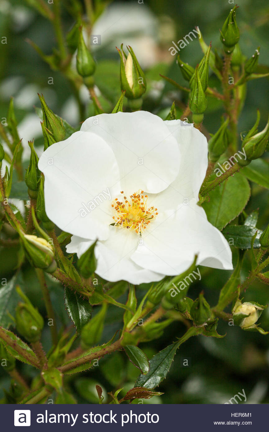 Silver Ghost Stock Photos & Silver Ghost Stock Images - Alamy