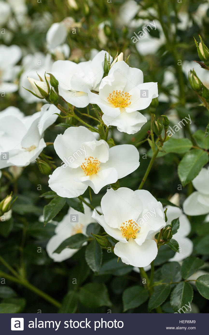 Silver Ghost Stock Photos & Silver Ghost Stock Images - Alamy