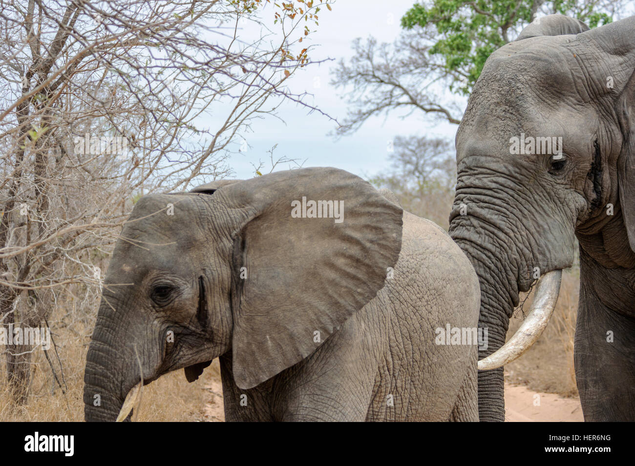 Elephants mating hi-res stock photography and images - Alamy