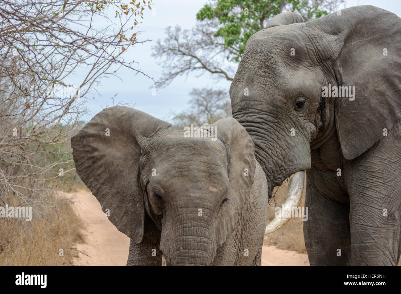 Elephants mating hi-res stock photography and images - Alamy