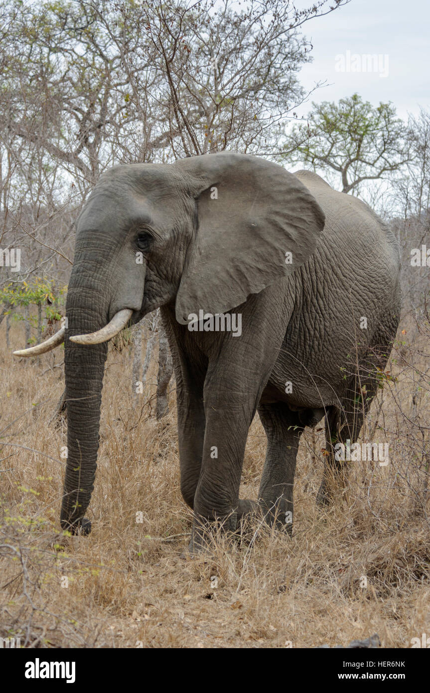 Male elephants africa hi-res stock photography and images - Alamy