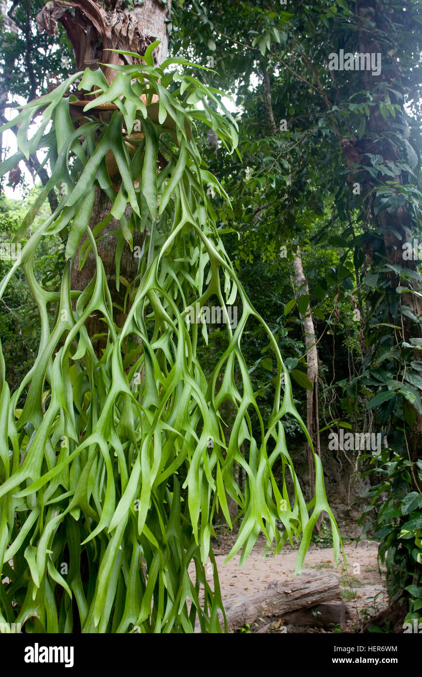 Than Sadet Waterfall - Koh Pha-ngan Naitonal Park Stock Photo - Alamy