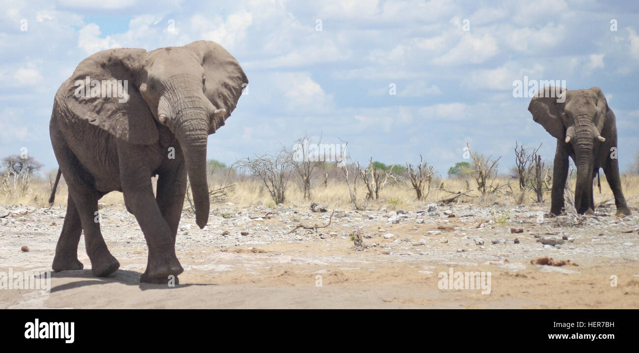 elephants in Africa Stock Photo - Alamy