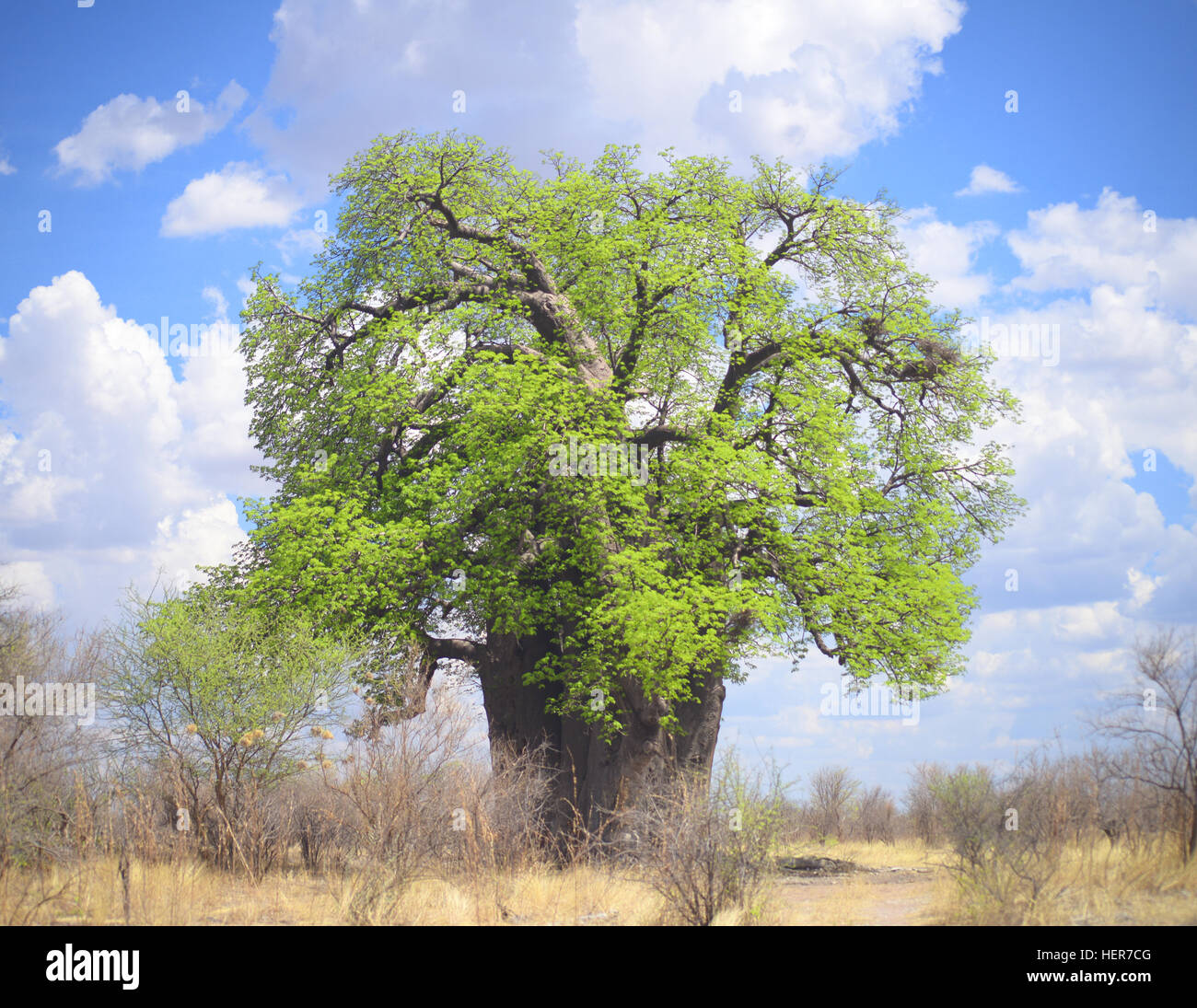 Big baobab tree victoria hi-res stock photography and images - Alamy