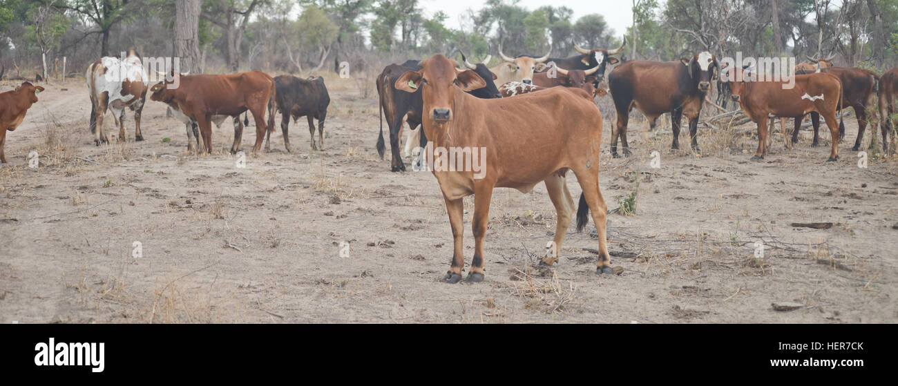 cows in Africa Stock Photo - Alamy