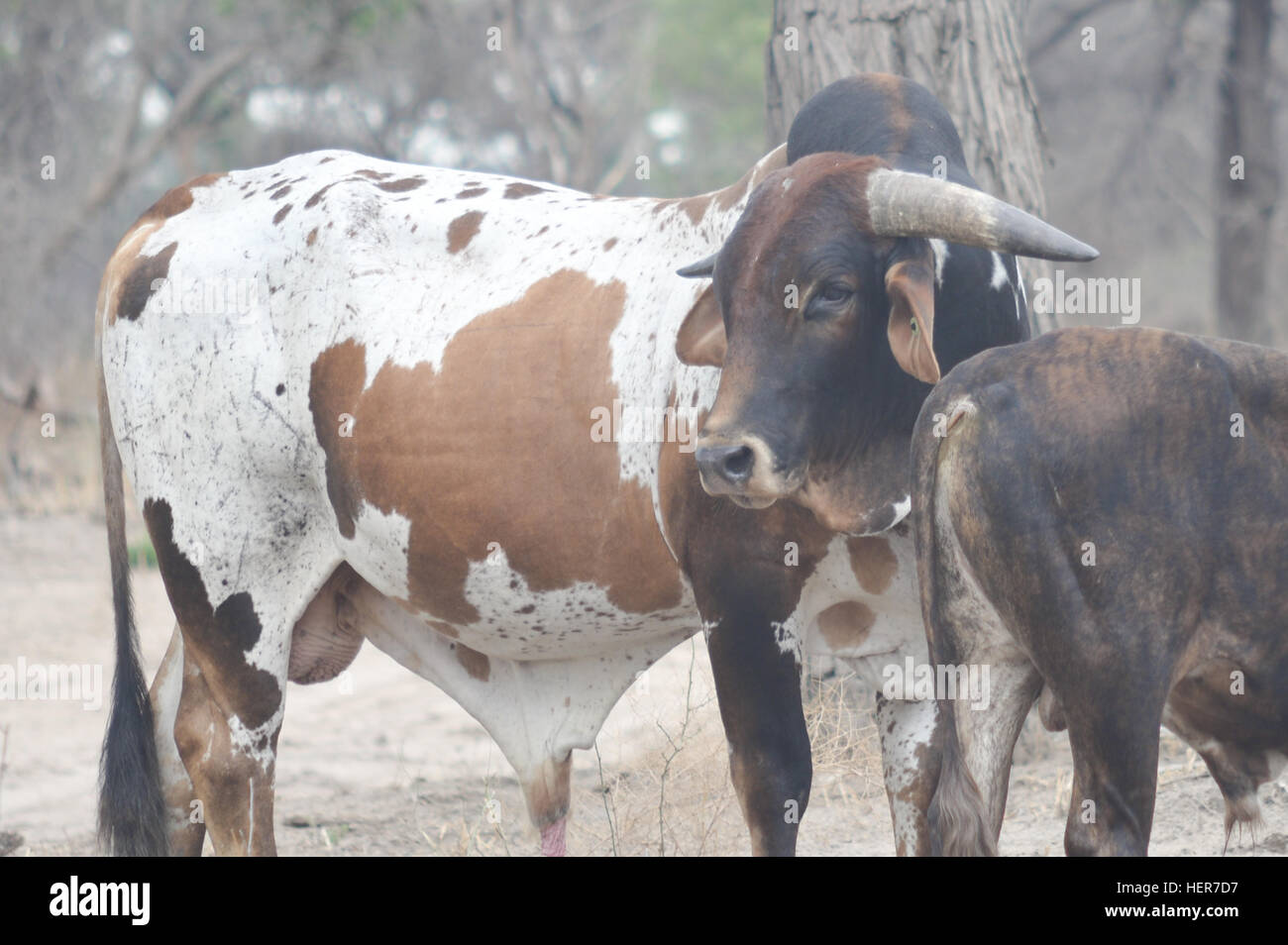 cows in Africa Stock Photo - Alamy