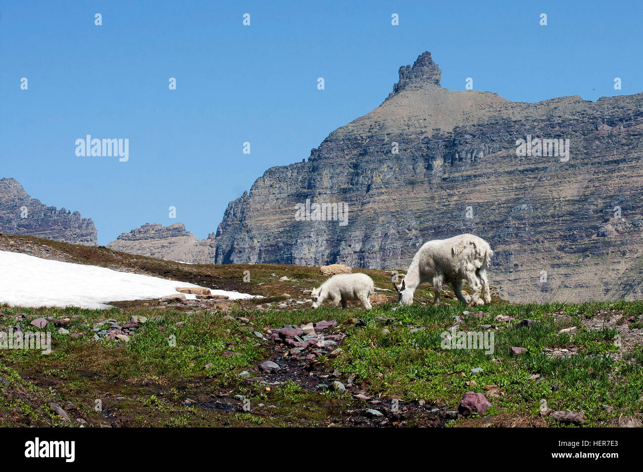 Rocky Mountain Doe and Lamb Stock Photo - Alamy