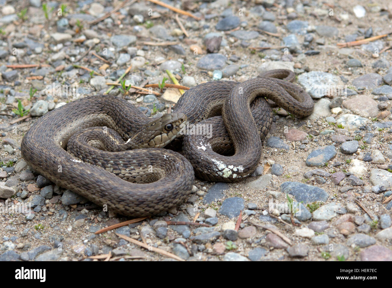 Racer snake hi-res stock photography and images - Alamy