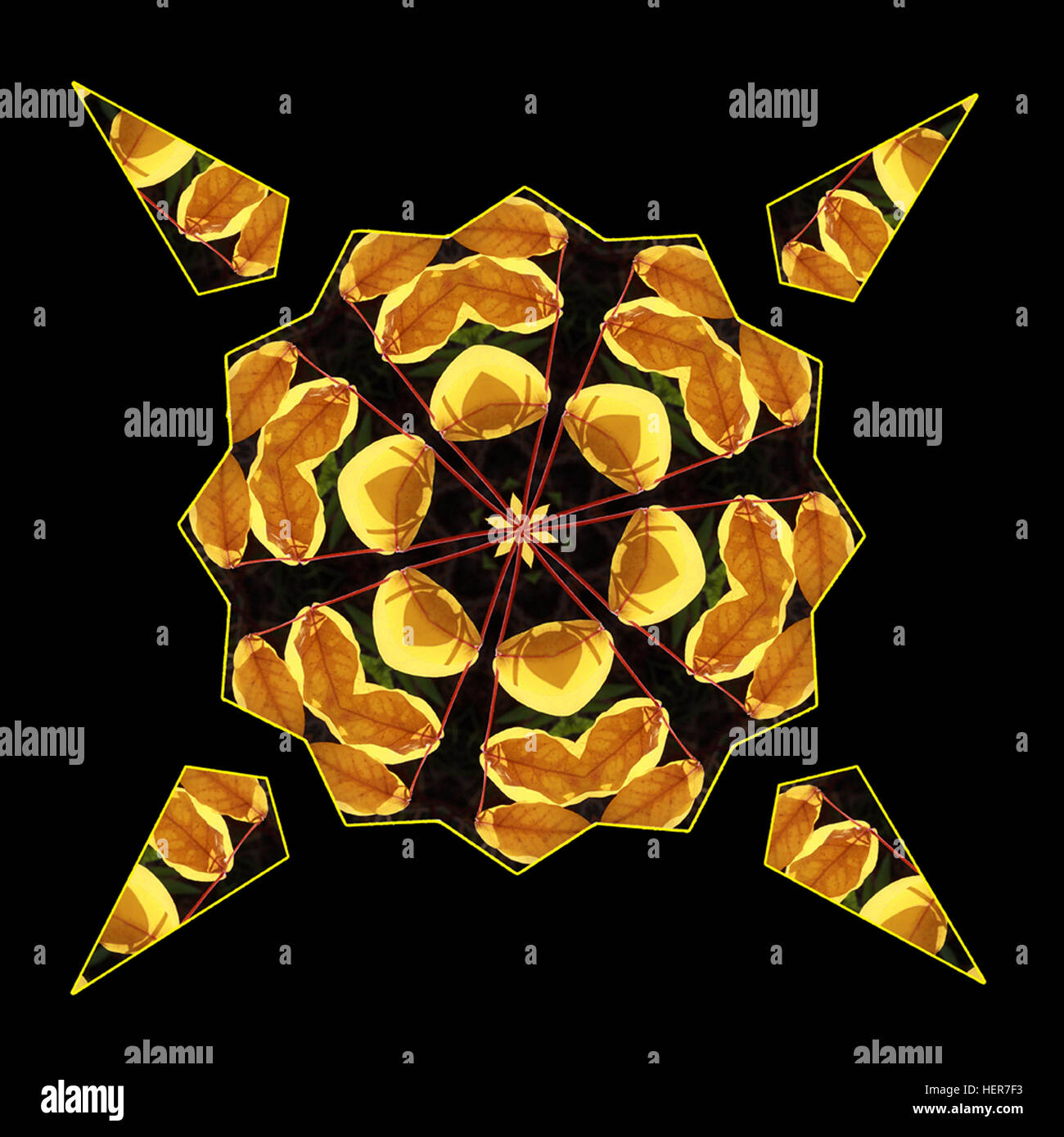 Leaves with red edging hi-res stock photography and images - Alamy