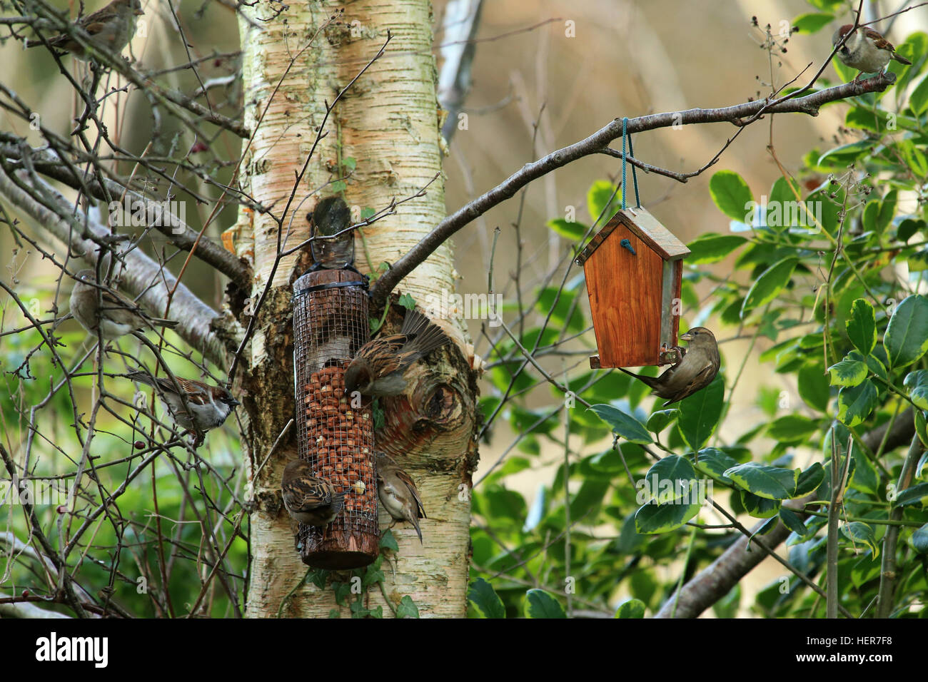 Birds feeding in the Garden Stock Photo - Alamy