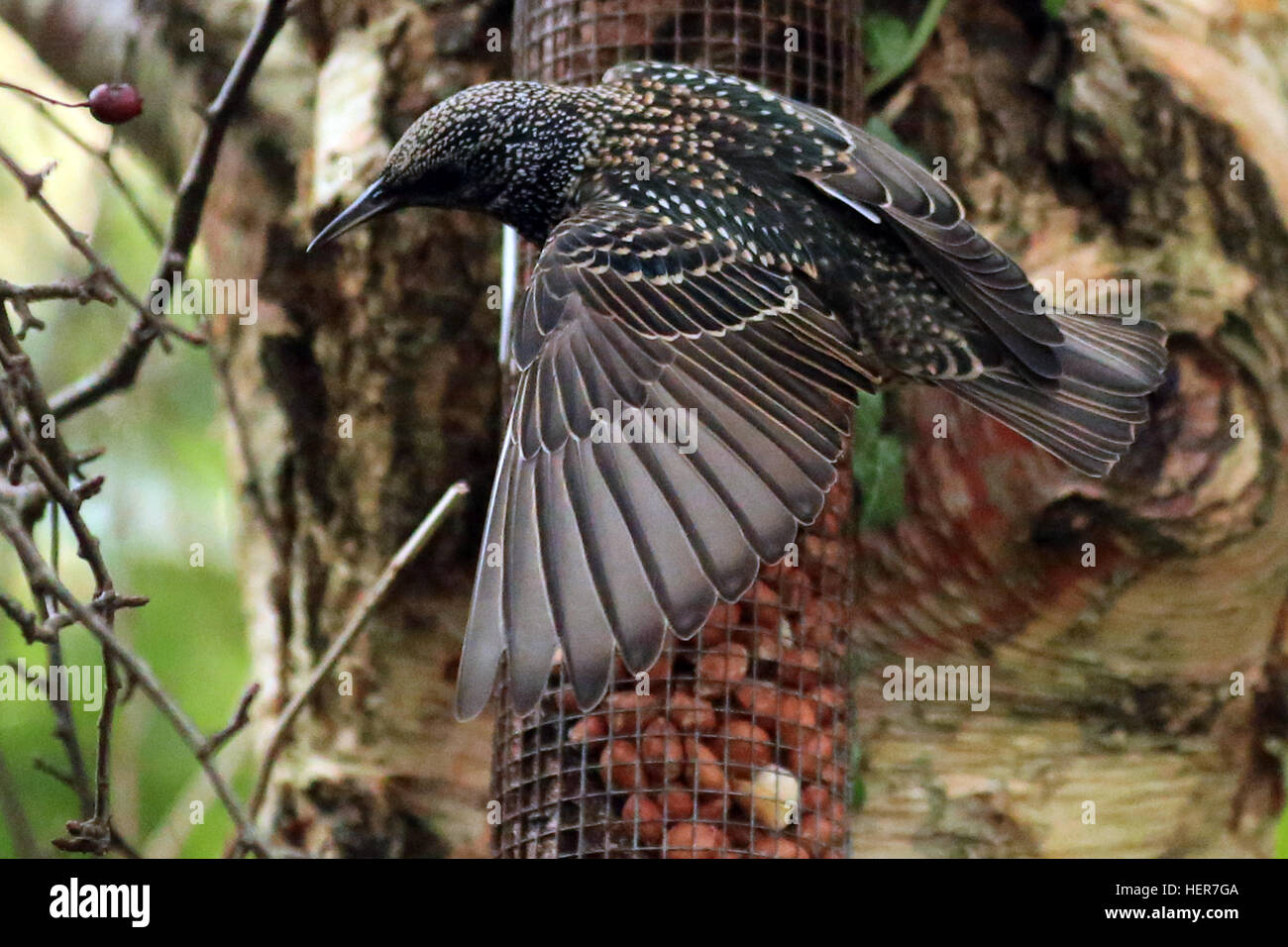 Birds feeding in the Garden Stock Photo - Alamy
