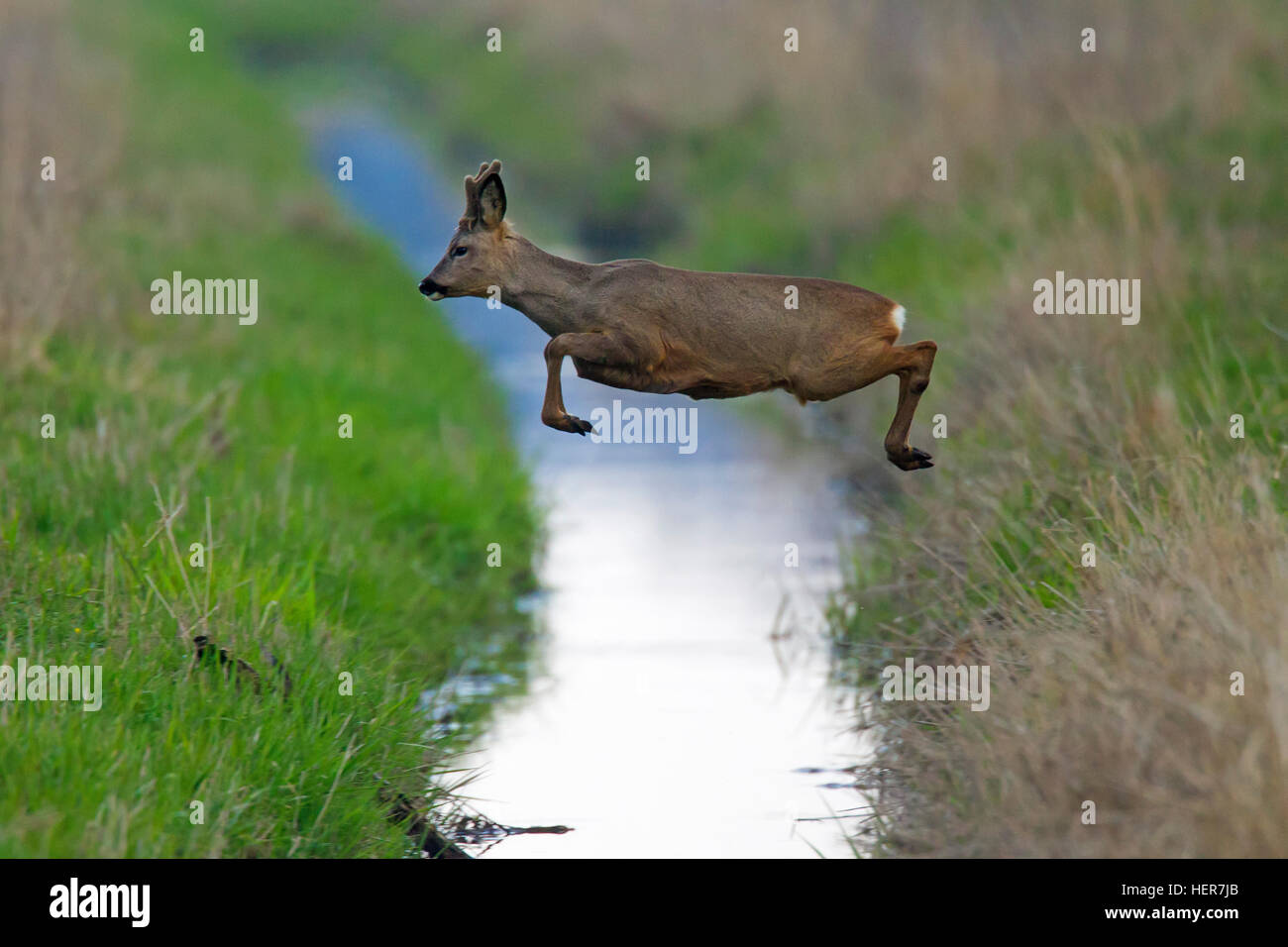 European roe deer (Capreolus capreolus) buck with antlers covered in ...