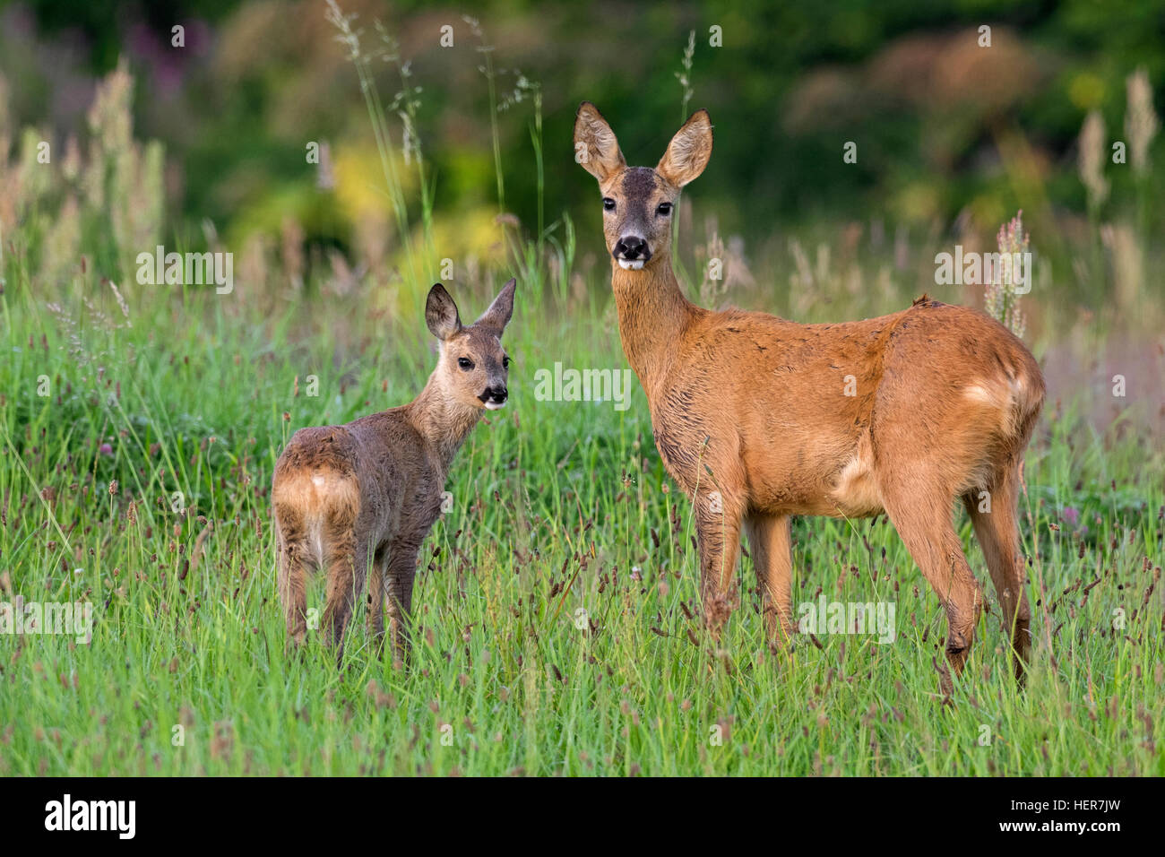 European roe deer (Capreolus capreolus) female with fawn in grassland ...