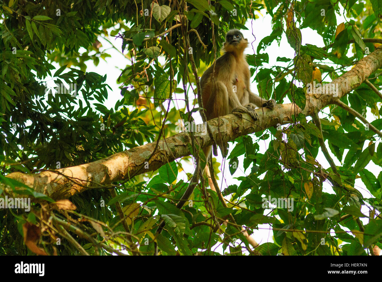 Sepahijala: Clouded Leopard National Park; Bengali Hanuman Langur ...