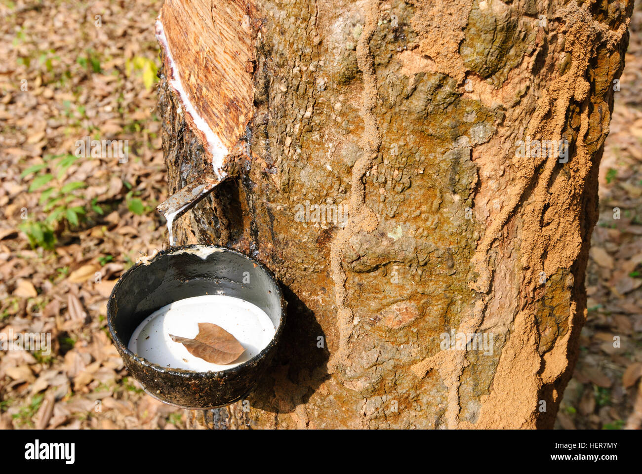 Sepahijala: Rubber plantation, Tripura, India Stock Photo - Alamy
