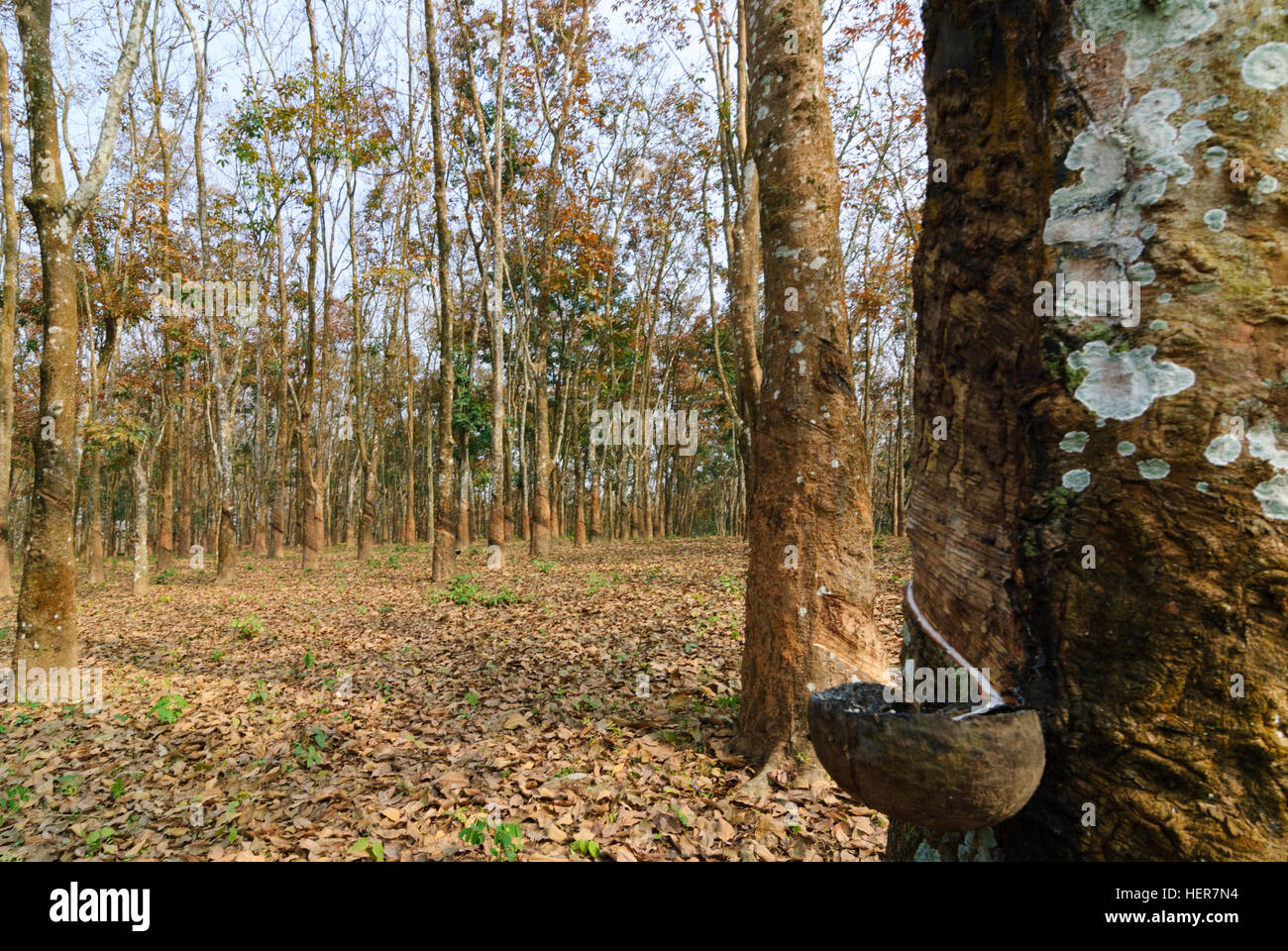 Sepahijala: Rubber plantation, Tripura, India Stock Photo - Alamy