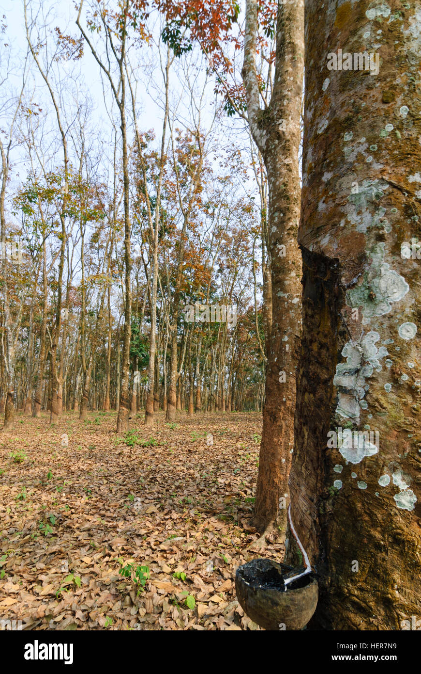Sepahijala: Rubber plantation, Tripura, India Stock Photo - Alamy