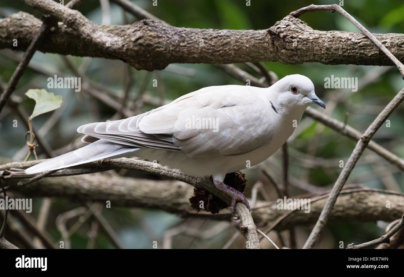 Barbary Dove, ( Streptopelia risoria Stock Photo - Alamy