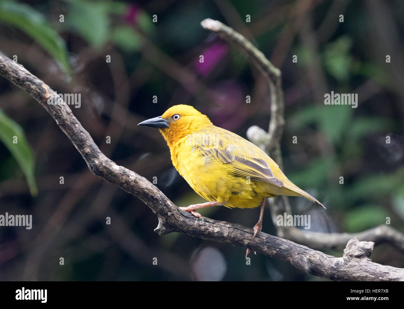 Golden Palm Weaver bird, adult, side view, South Africa Stock Photo - Alamy