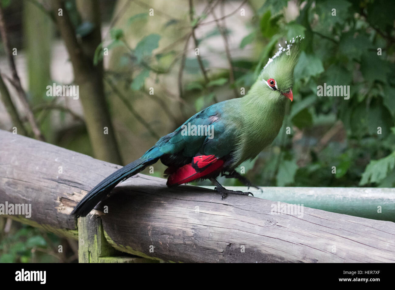 The Knysna Loerie, or Knysna Turaco bird, ( Tauraco corythaix ), South ...