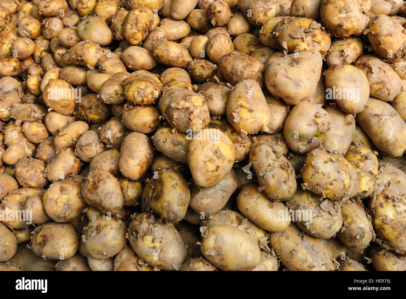 Potatoes, Tripura, India Stock Photo - Alamy