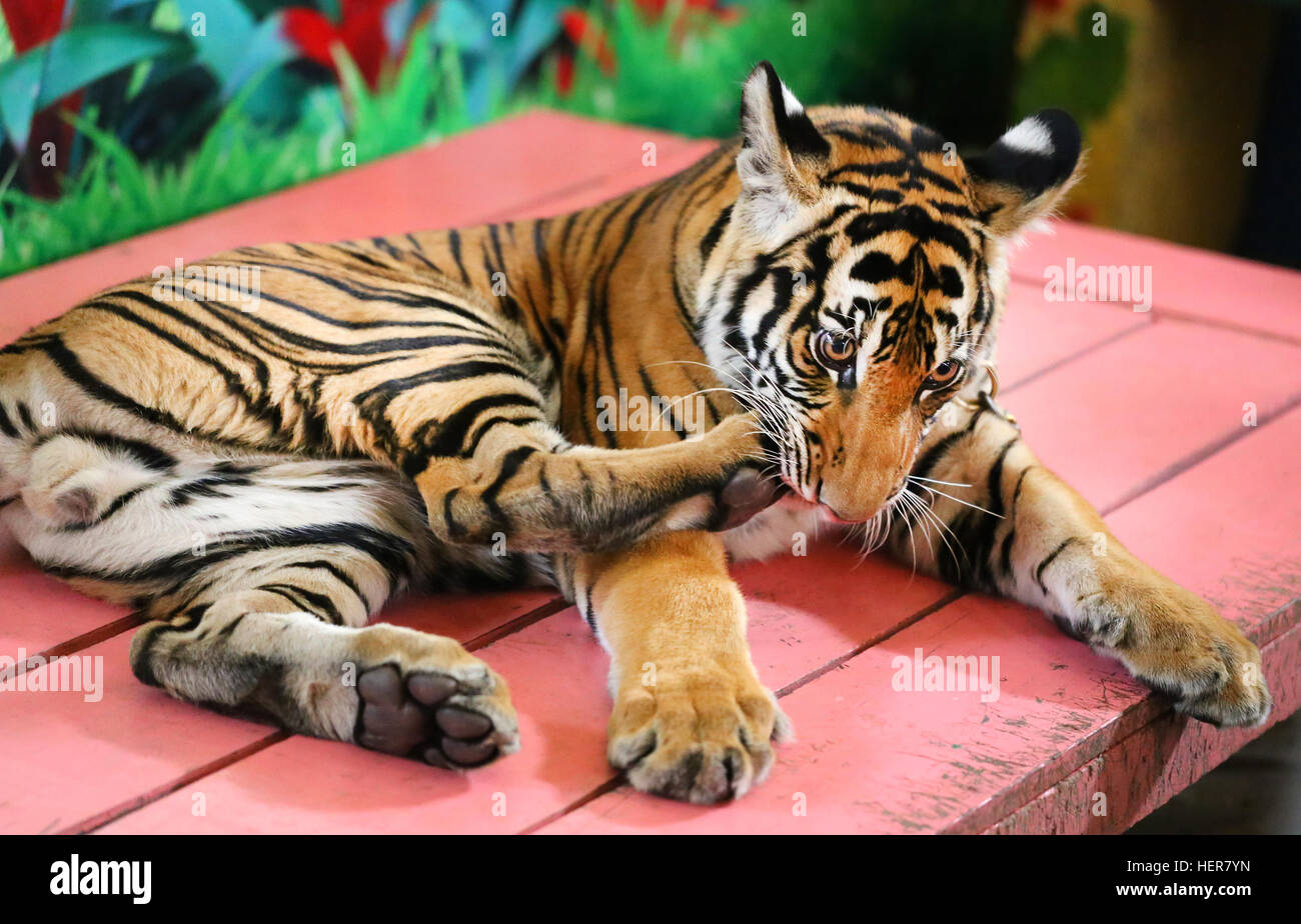 Photo portrait of funny little tiger cub Stock Photo - Alamy