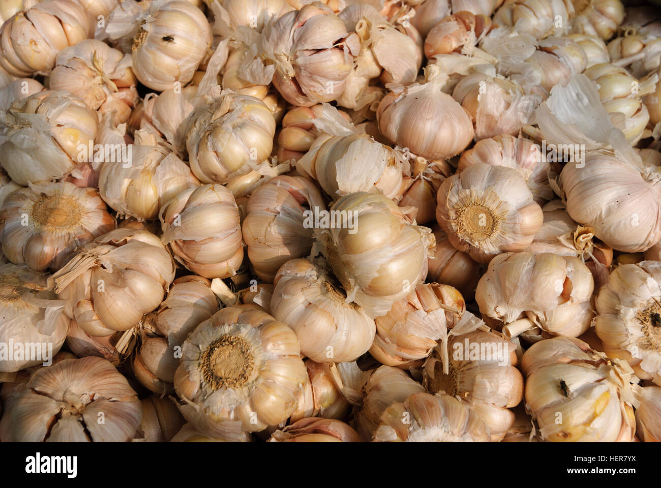 Garlic india hi-res stock photography and images - Alamy