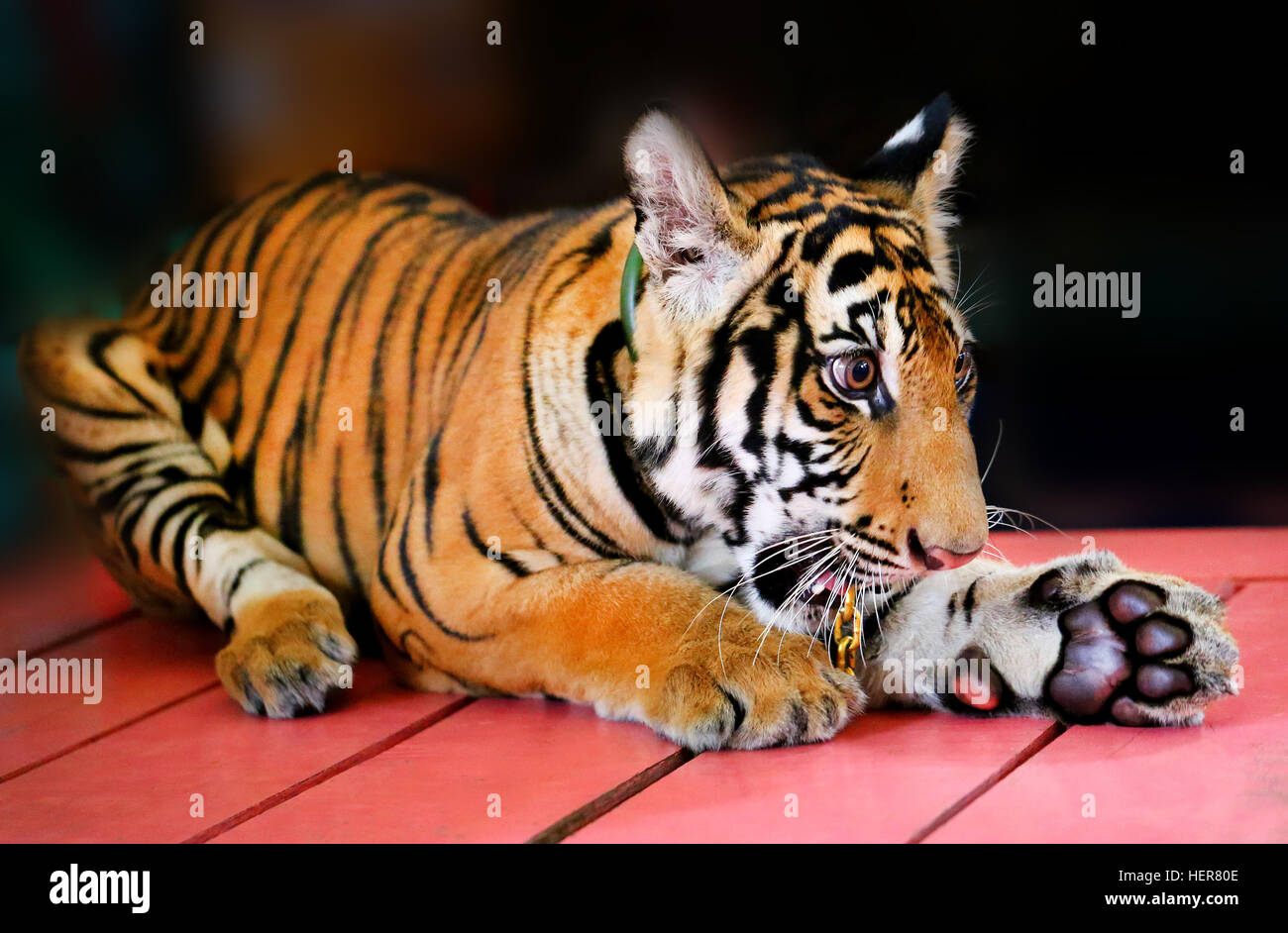 Photo portrait of funny little tiger cub Stock Photo - Alamy
