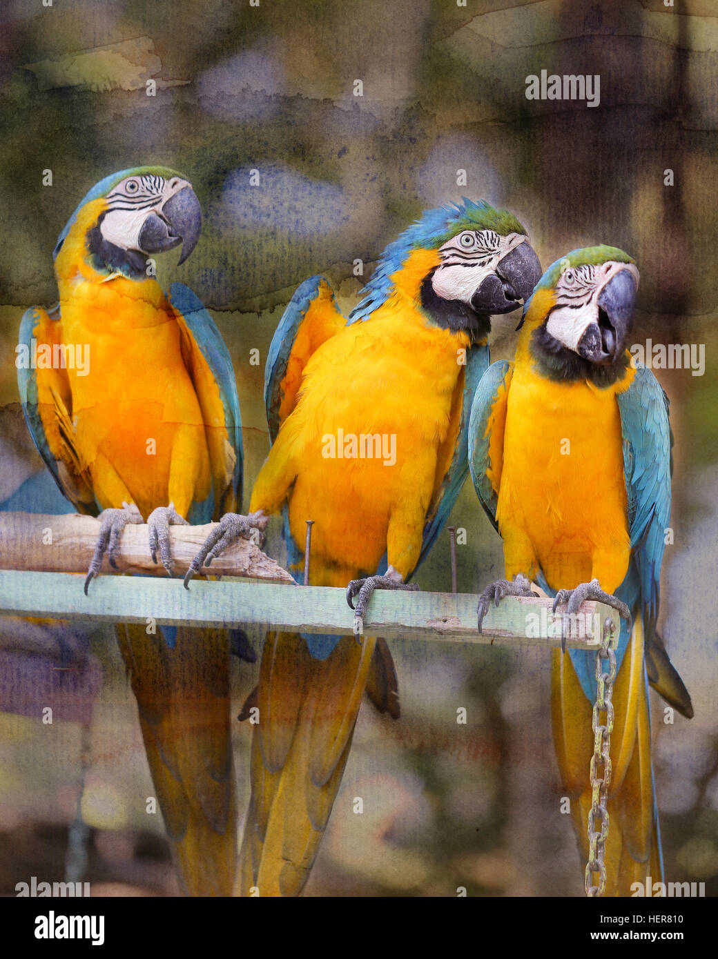 Fun photo with big beautiful macaw parrots Stock Photo - Alamy