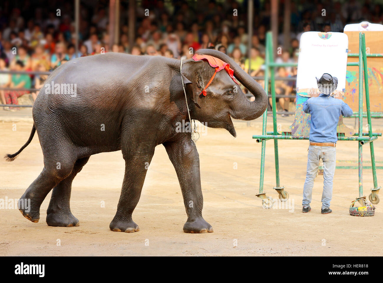 Photos bright funny elephant on the stage of the circus Stock Photo - Alamy