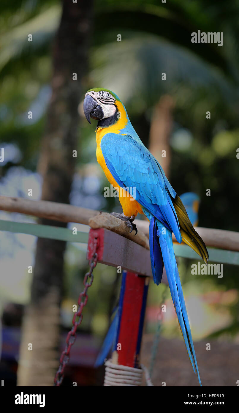 Fun photo with big beautiful macaw parrot Stock Photo - Alamy