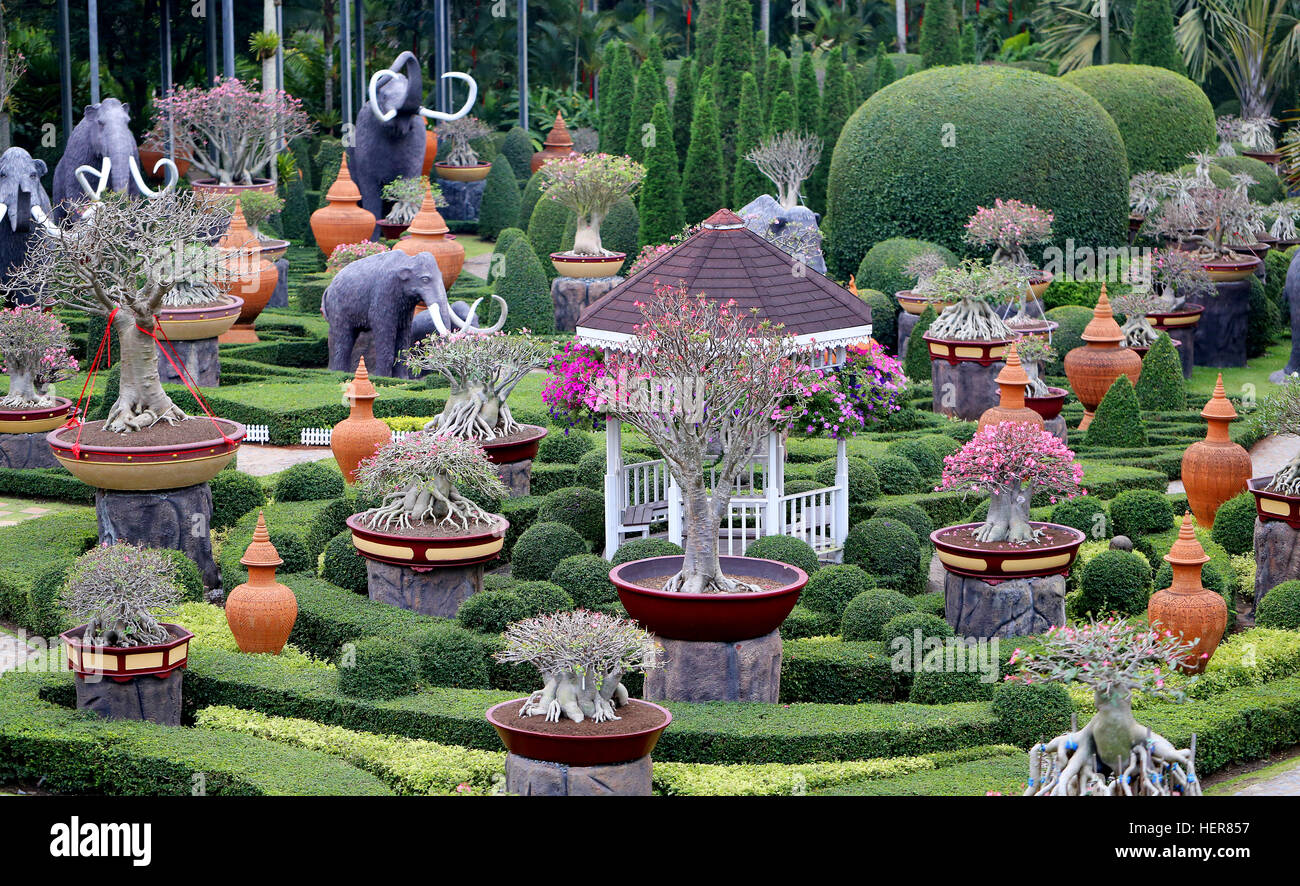 Photo unusual background beautiful exotic garden with small bonsai ...