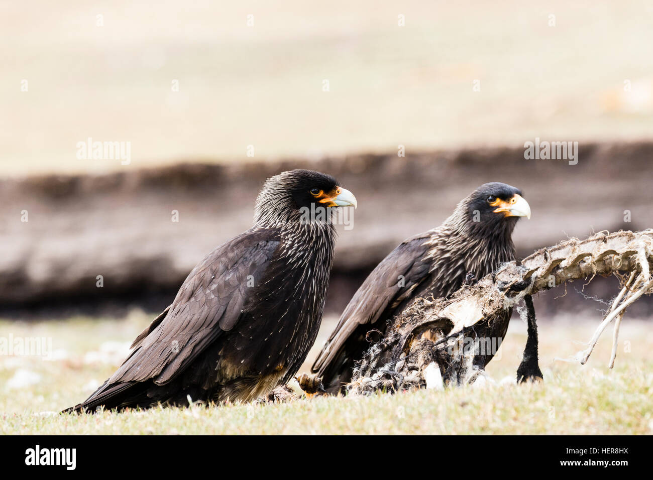 Striated caracara at an old carcass, Falklands Stock Photo - Alamy