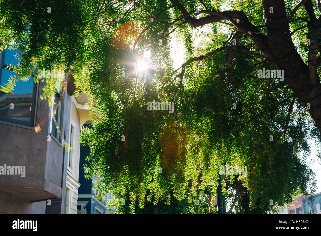 The sun shines through trees, house facades Stock Photo - Alamy