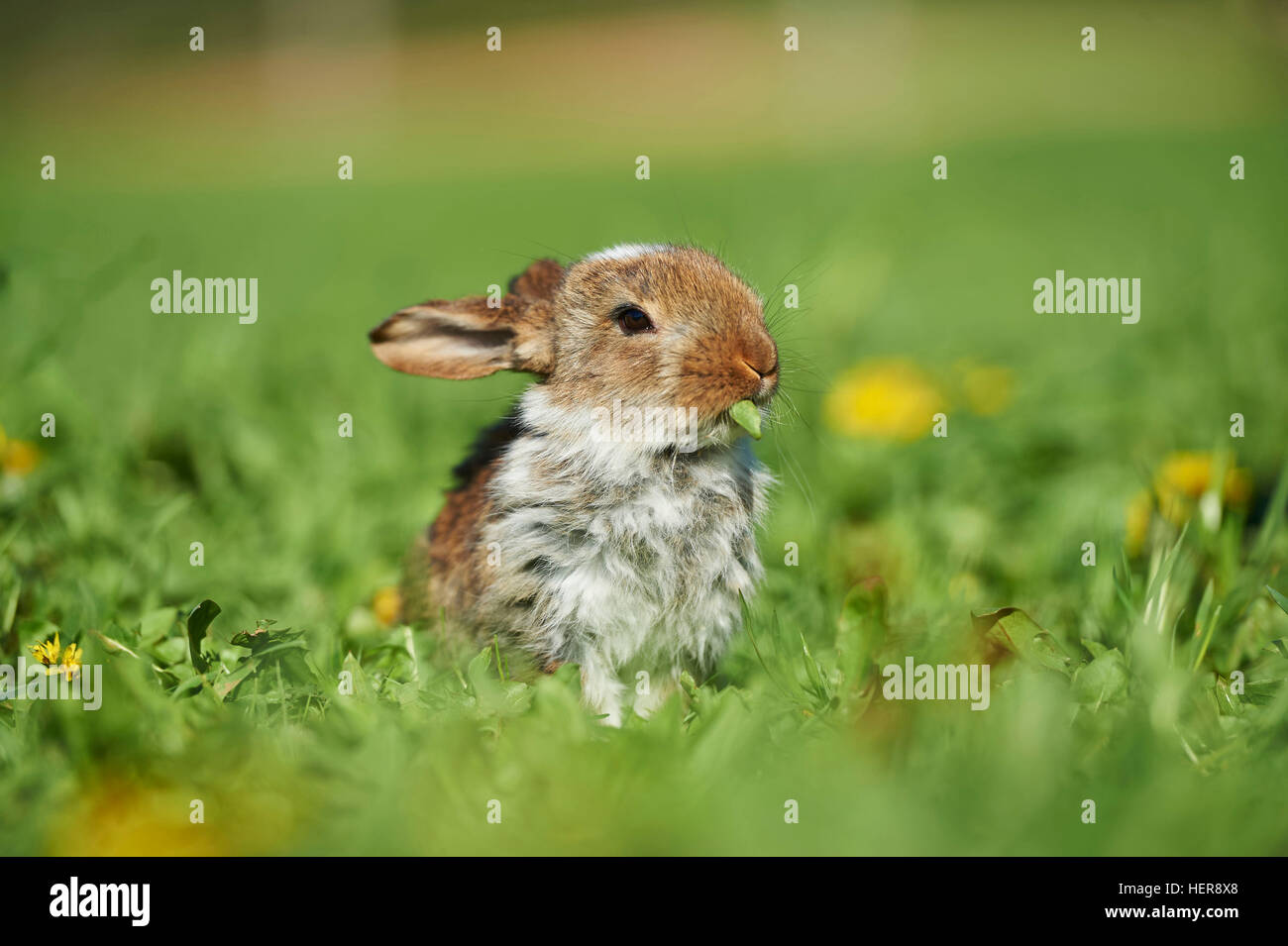 domestic rabbits, Oryctolagus cuniculus forma domestica, young animal ...