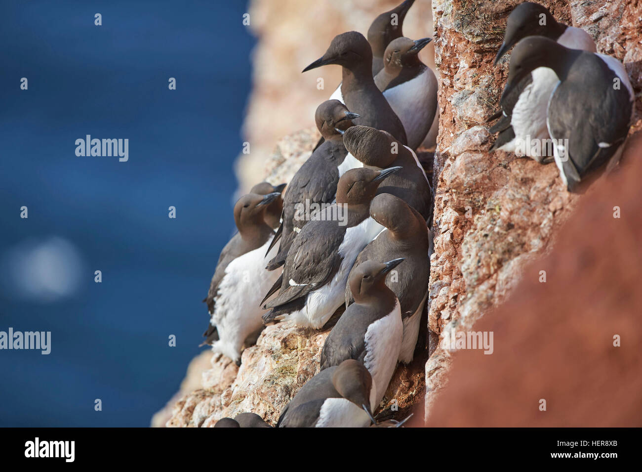 Murres, Uria aalge, rock, side view, sitting, brooding, Helgoland Stock ...