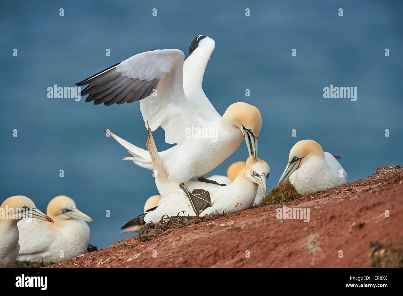 Mating couples hi-res stock photography and images - Alamy