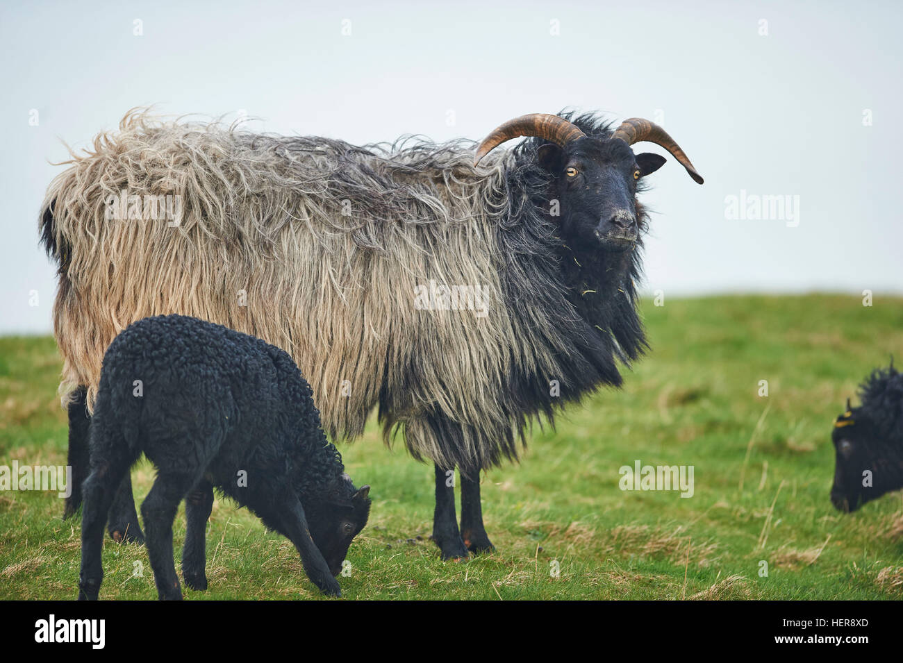 German grey heath, lamb, meadow, at the side, stand, looking into ...