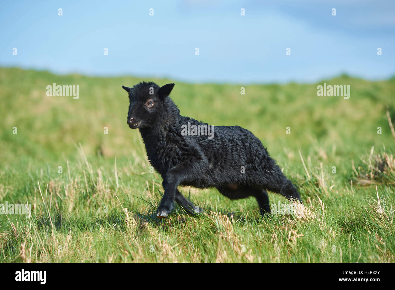 German grey heath, lamb, meadow, at the side, run, Heligoland Stock ...