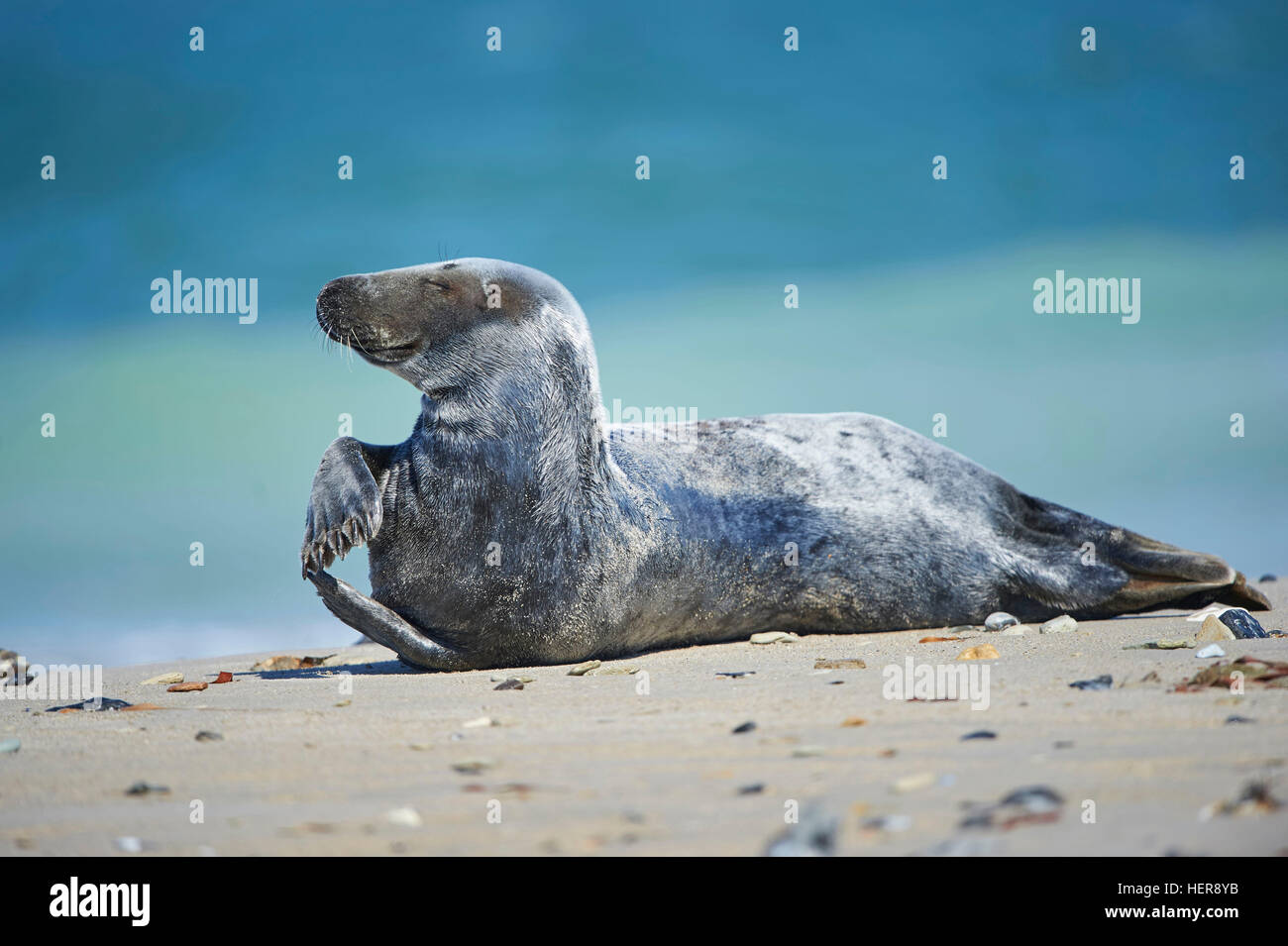 European seal, Phoca vitulina vitulina, side view, lie, beach, dune ...